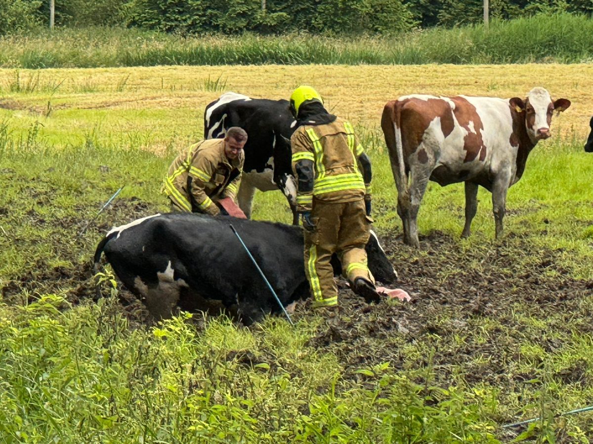 Opnieuw koe te water bij Alblasserbos; brandweer rukt uit - ZHZActueel Opnieuw koe te water bij Alblasserbos; brandweer rukt uit - ZHZActueel